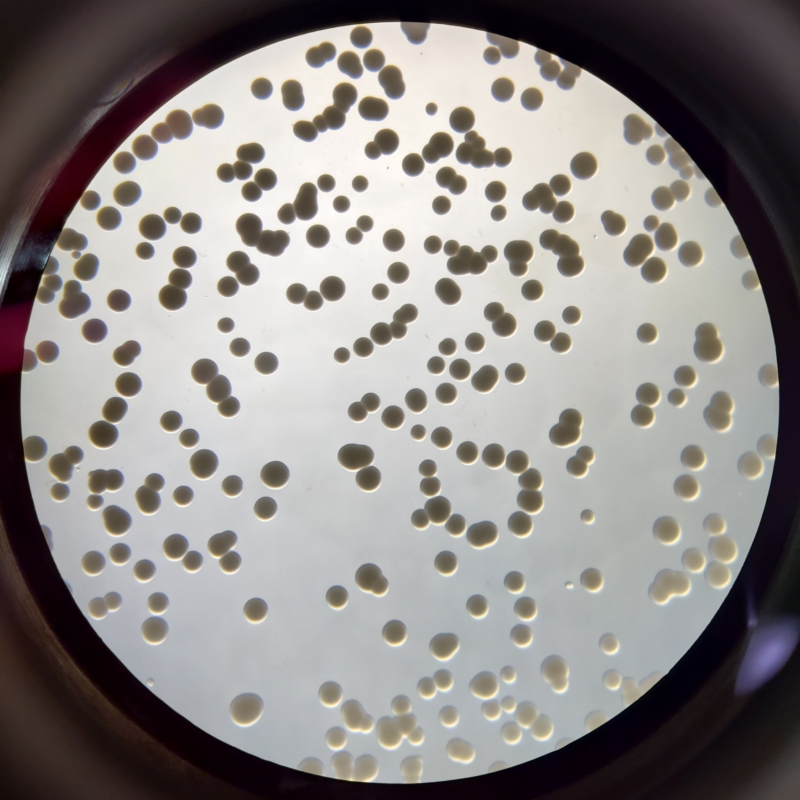 I2SysBio experiment at BIO platform - LSC Canfranc