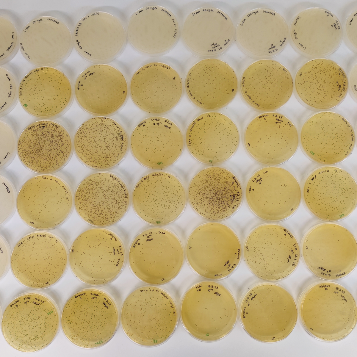 I2SysBio experiment at BIO platform - LSC Canfranc